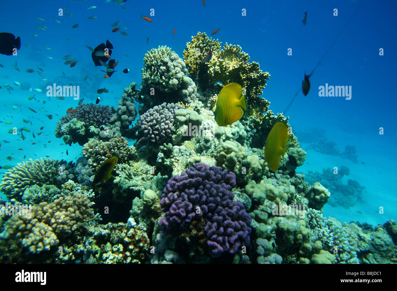 Fish scene hi-res stock photography and images - Alamy