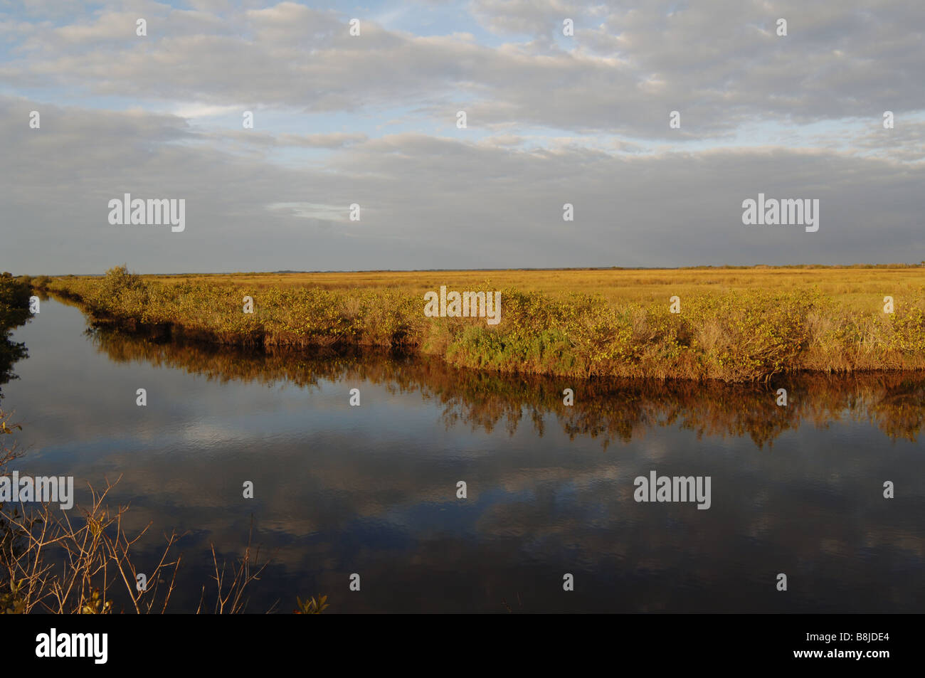 Orlando marsh hi-res stock photography and images - Alamy