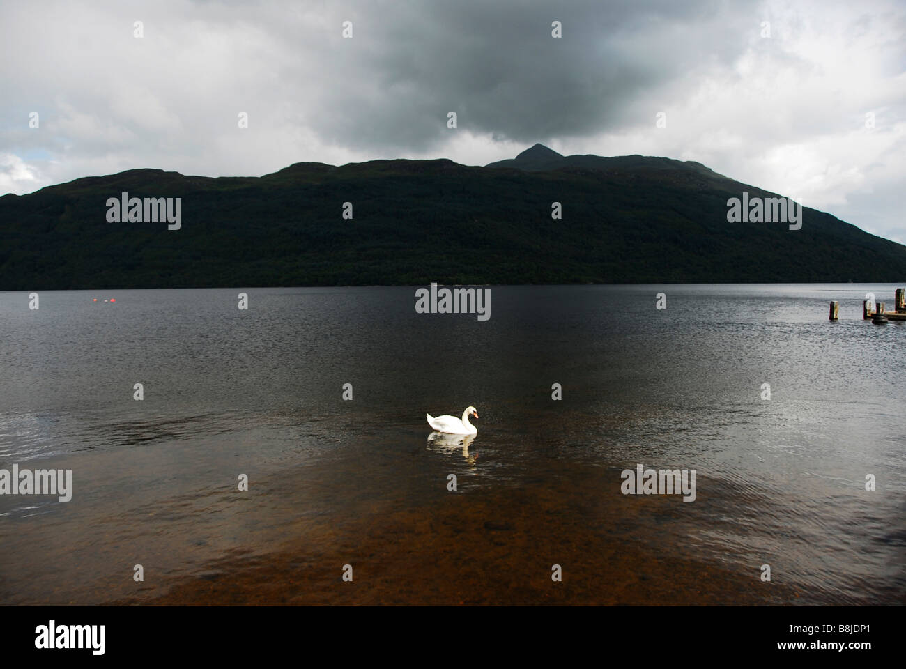 Swan in Loch Lomond, Scotland Stock Photo - Alamy