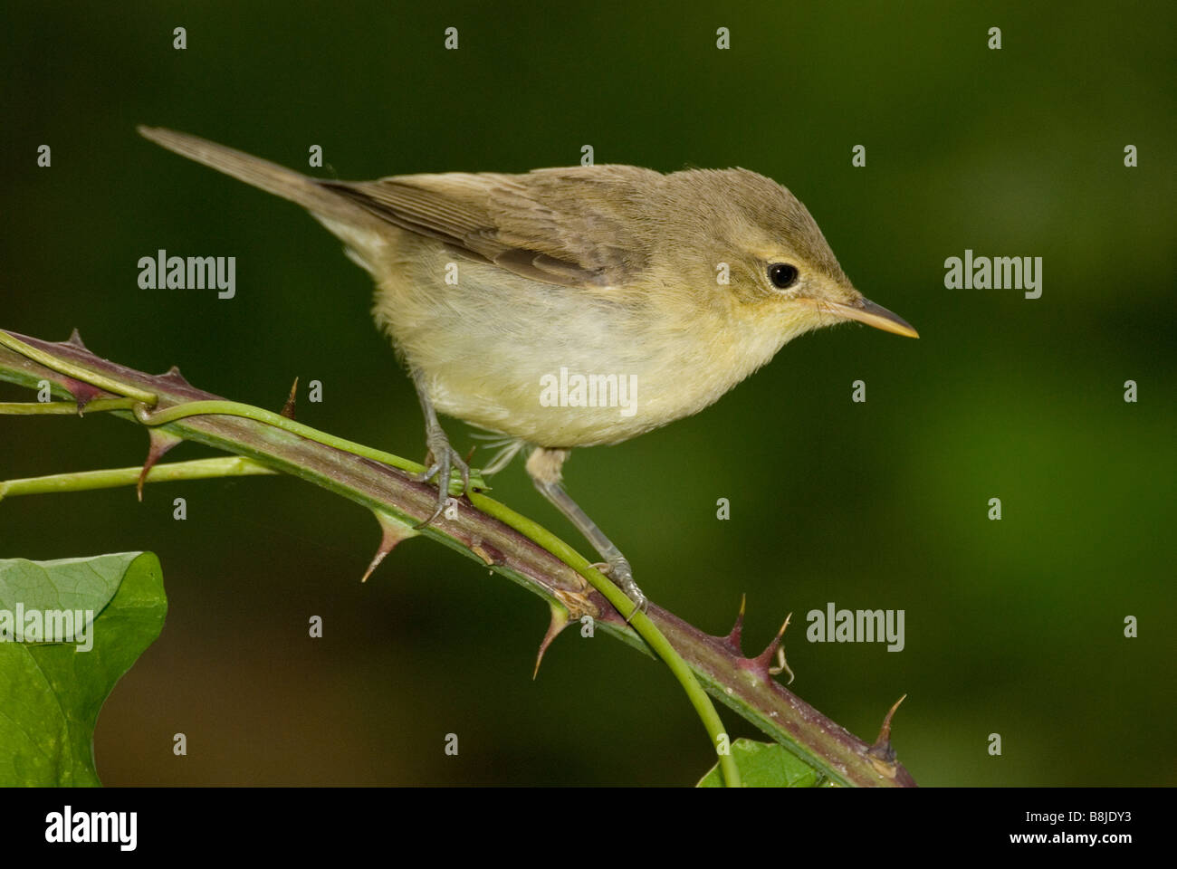 Melodious Warbler (Hippolais polyglotta Stock Photo - Alamy