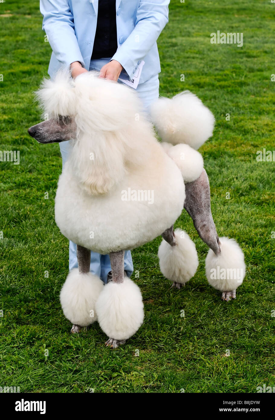 Poodle cut hi-res stock photography and images - Alamy