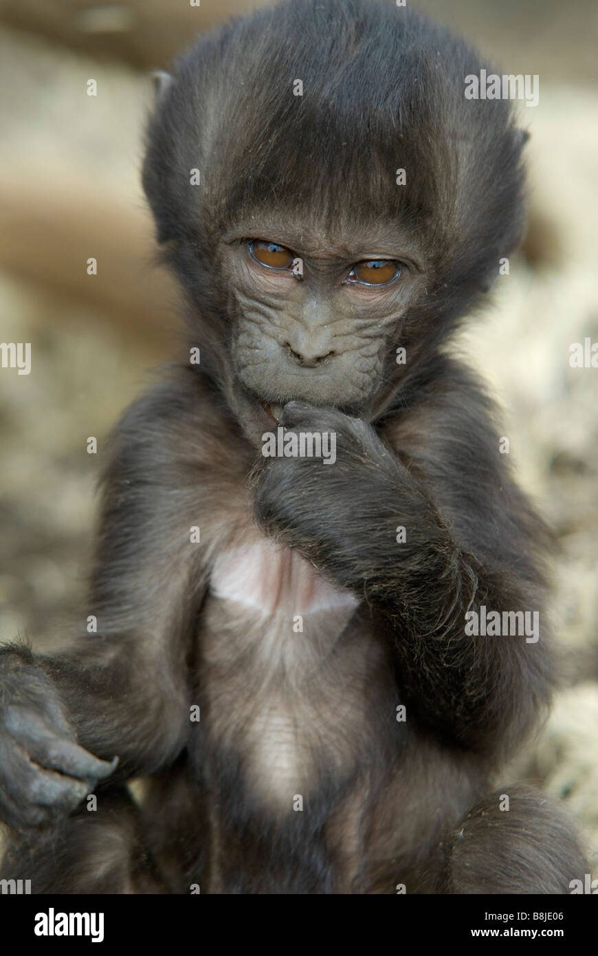 Gelada Baboon Theropithecus gelada Simien Ethiopia Stock Photo - Alamy
