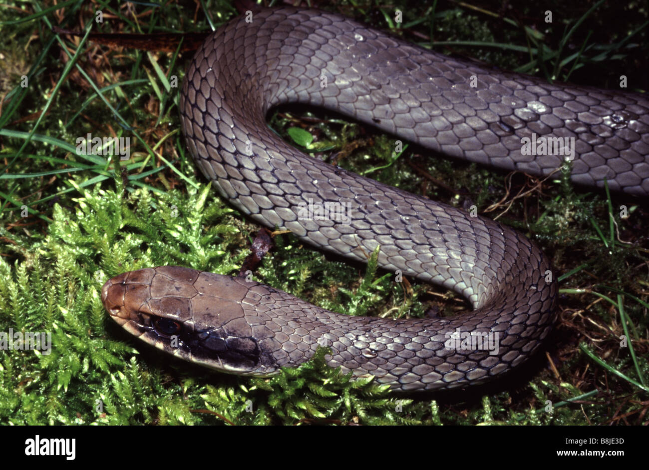 Non venomous constrictor hi-res stock photography and images - Alamy