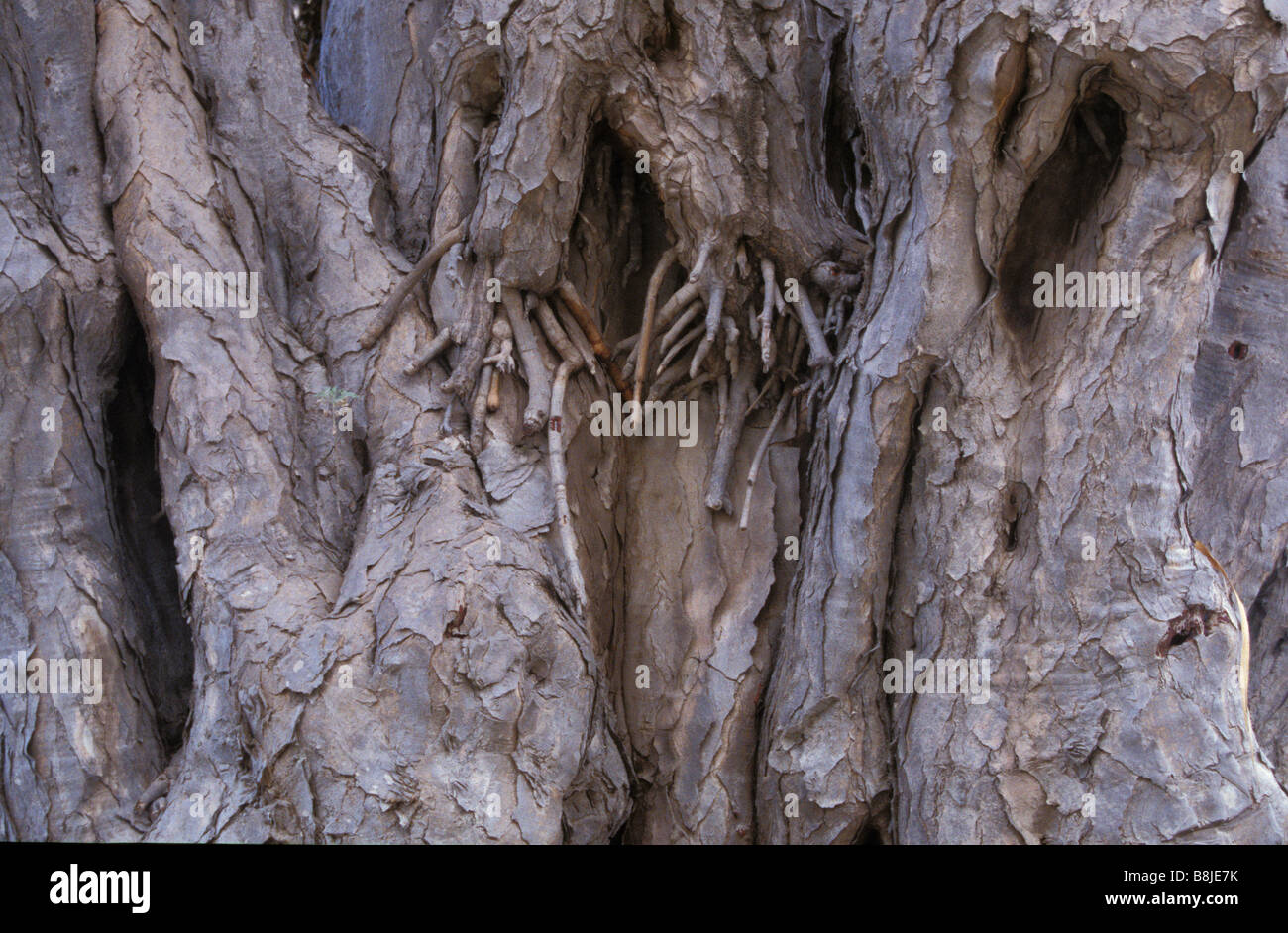 Dragons blood tree plant hi-res stock photography and images - Alamy