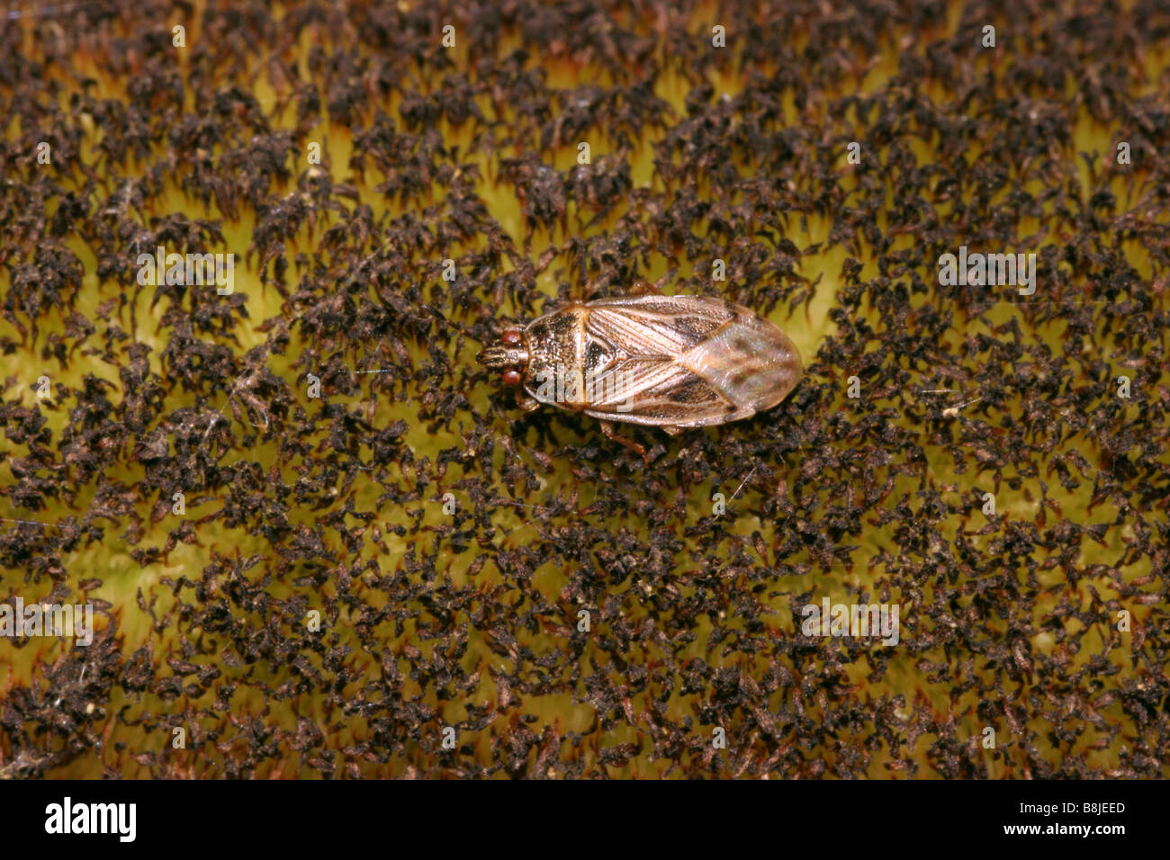 Seed bugs (lygaeidae) hi-res stock photography and images - Alamy