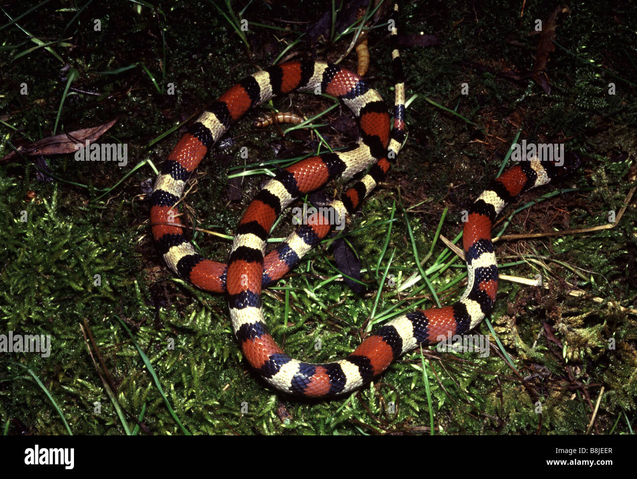 Lampropeltis triangulum elapsoides Stock Photo - Alamy