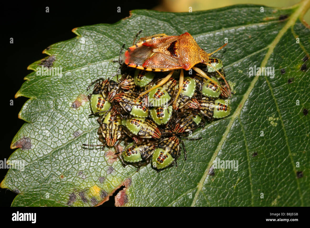 Pentatomidae babies hi-res stock photography and images - Alamy