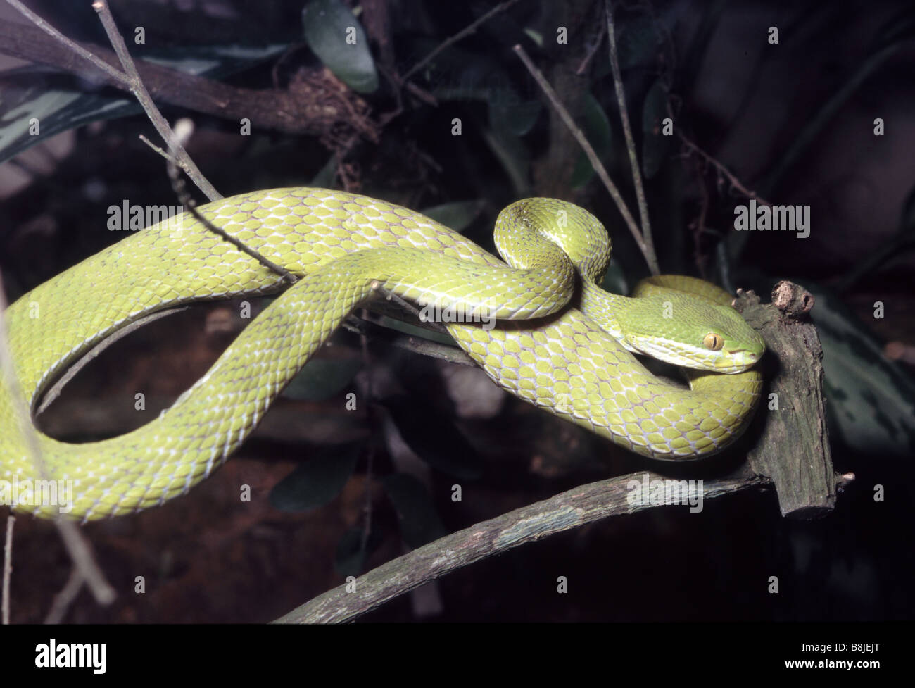 Venompus snake hi-res stock photography and images - Alamy