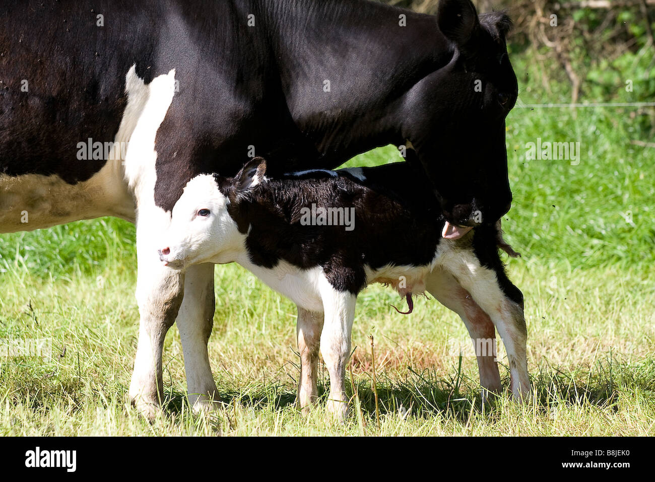 Cow and Newborn Calf Stock Photo - Alamy