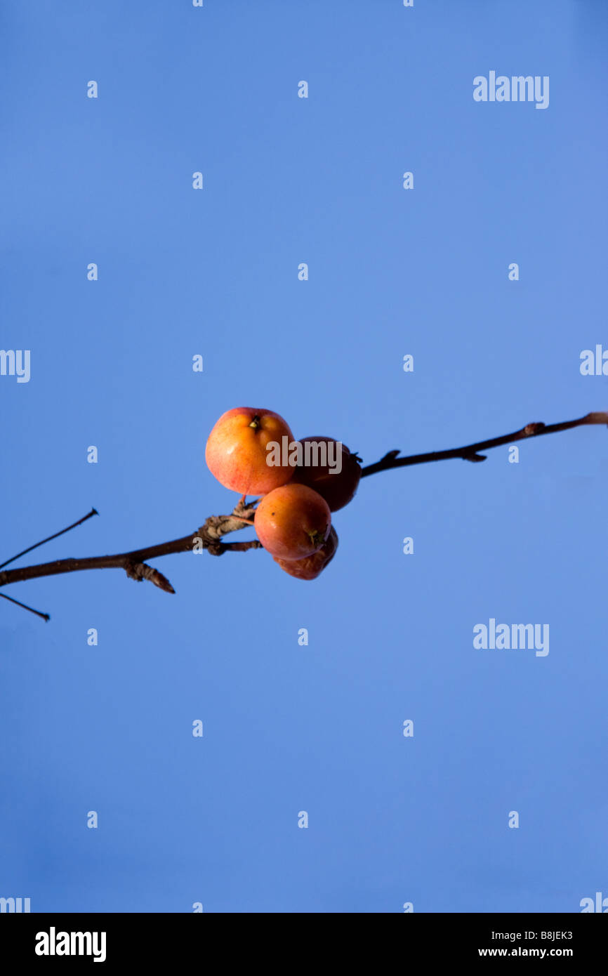 Orange holly berries hi-res stock photography and images - Alamy