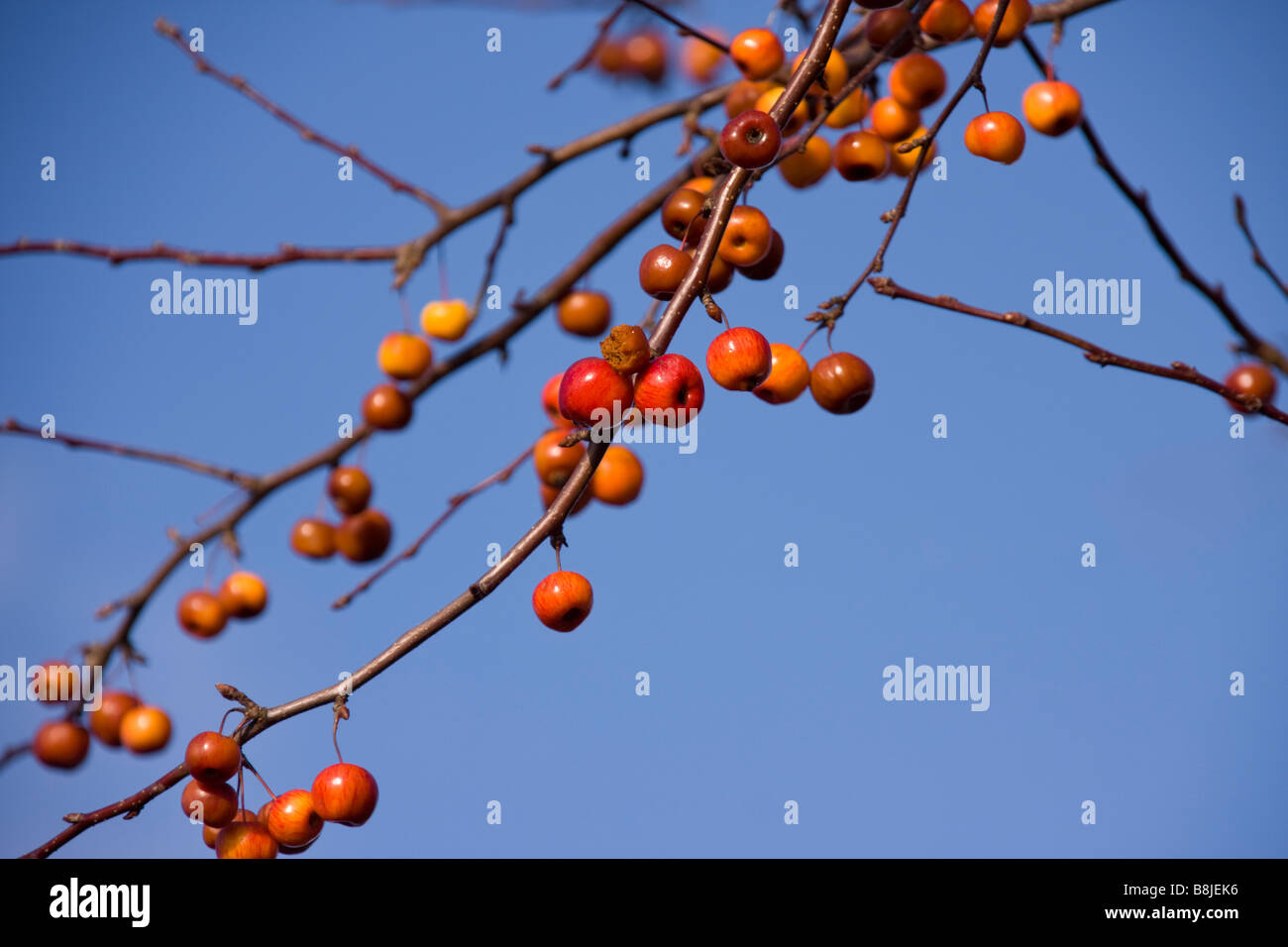 Red and orange berries on a tree against a bright blue sky background ...