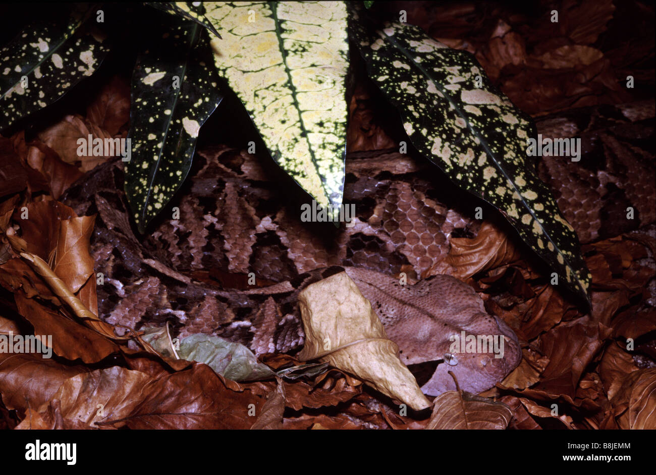 Gaboon viper camouflage hi-res stock photography and images - Alamy