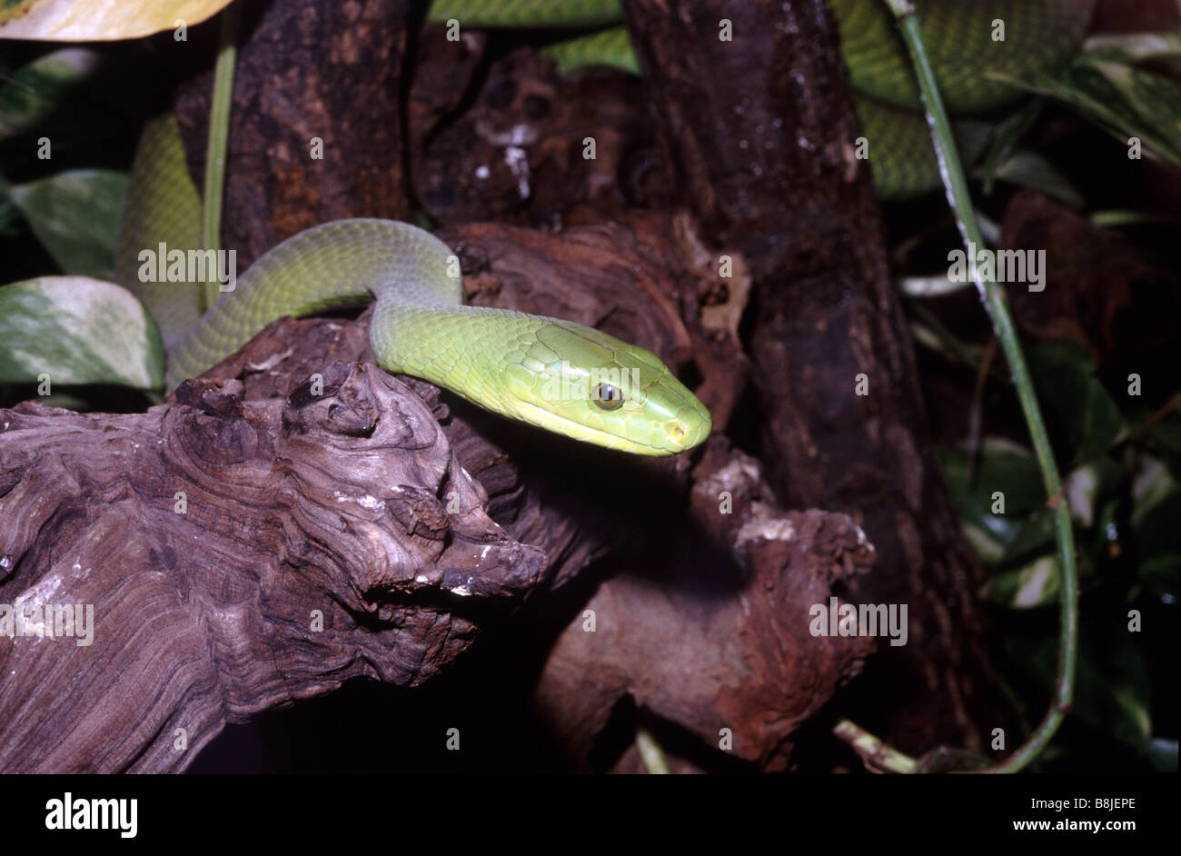 Elapidae hi-res stock photography and images - Alamy