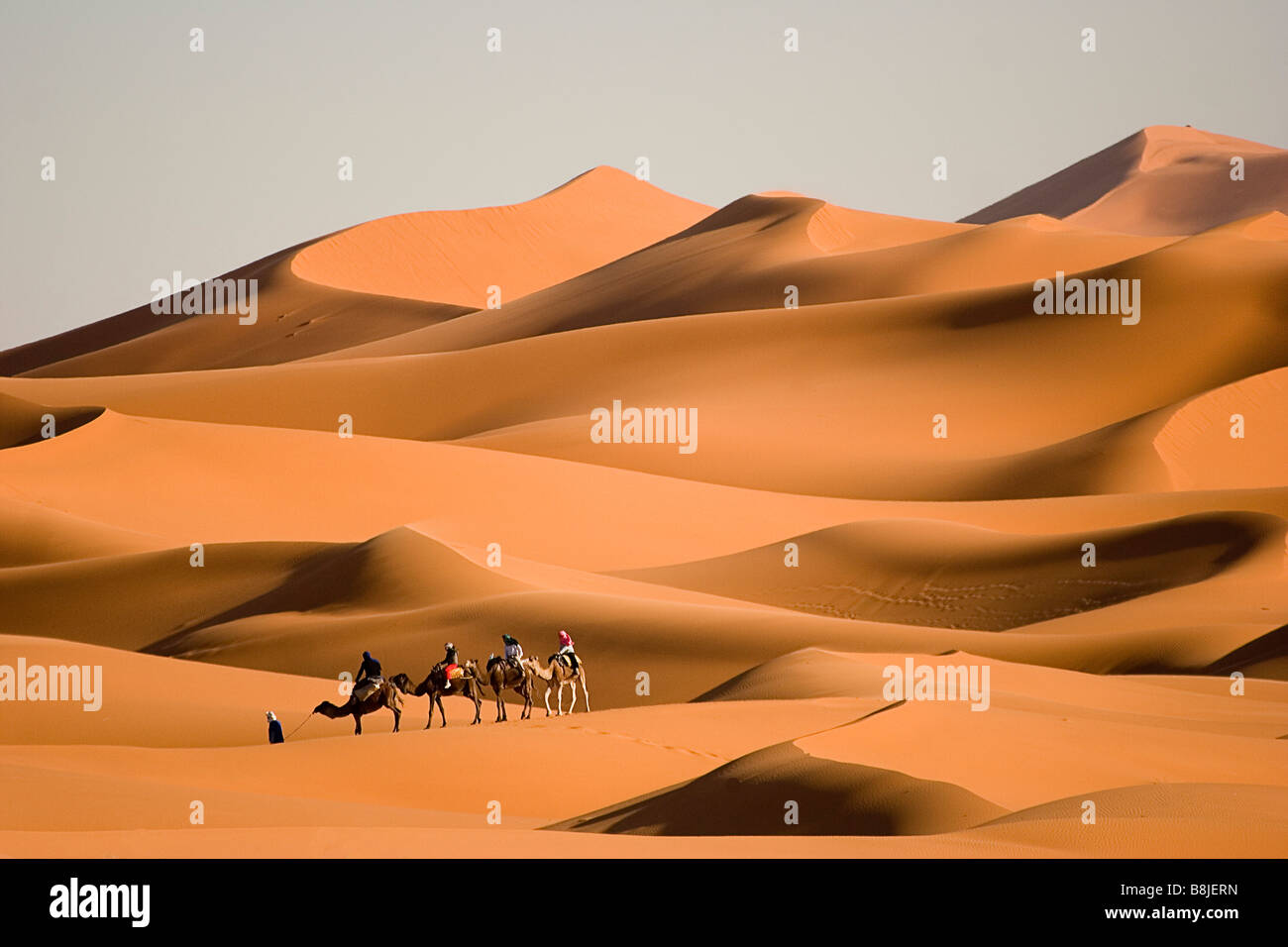 Camel trekking at Morocco Stock Photo - Alamy