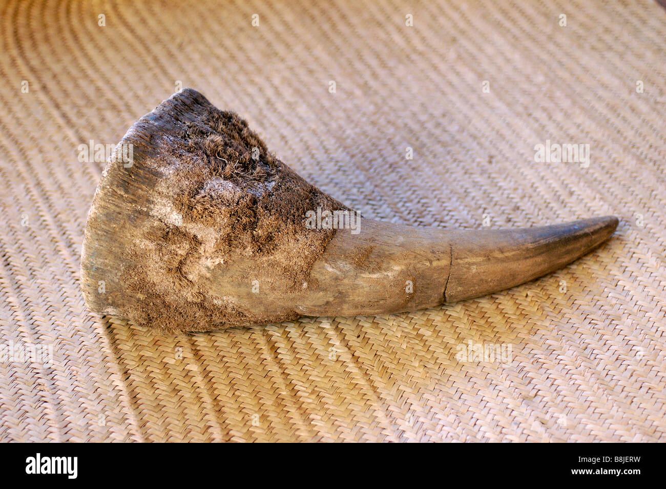 Dead rhinoceros hi-res stock photography and images - Alamy