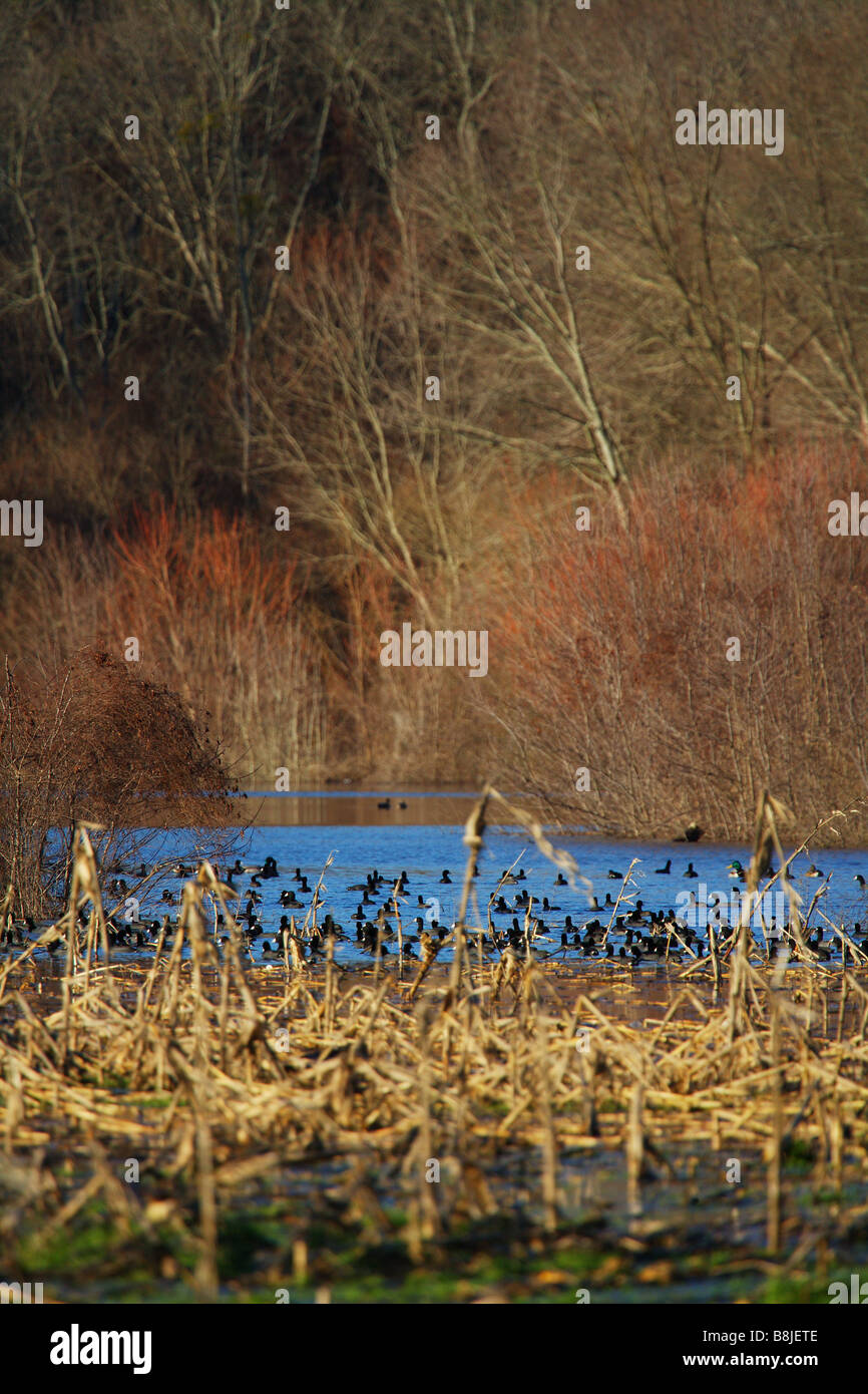 LARGE GROUP WATERFOWL IN FLOODED AGRICULTURAL FIELD MALLARDS TEAL ...