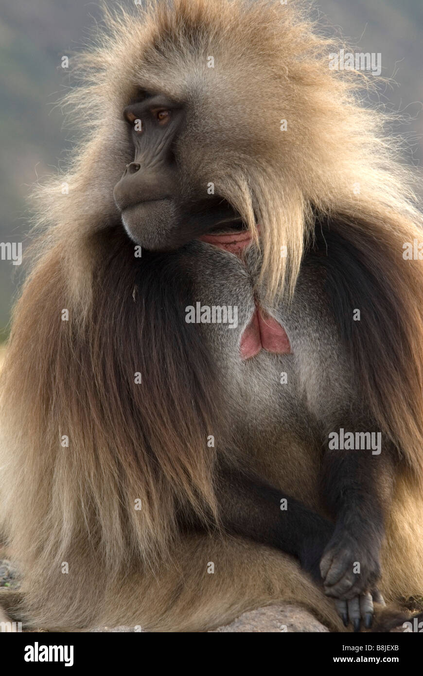 Gelada Baboon Theropithecus gelada Simien Ethiopia Stock Photo - Alamy