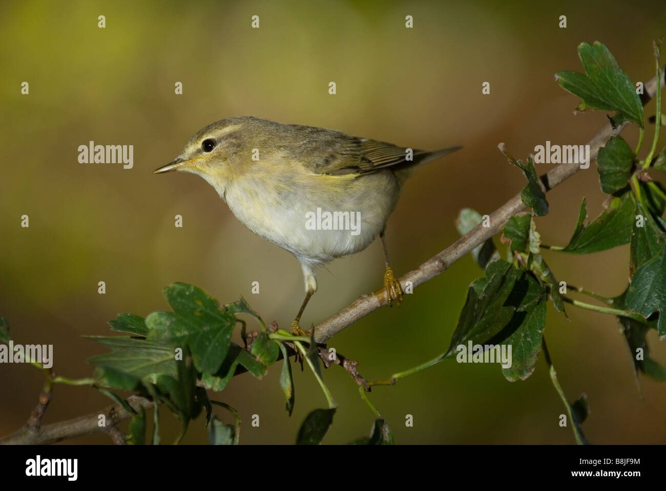 Willow Warbler (Phylloscopus trochilus Stock Photo - Alamy