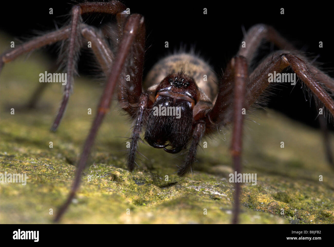 Uk spider species hi-res stock photography and images - Alamy