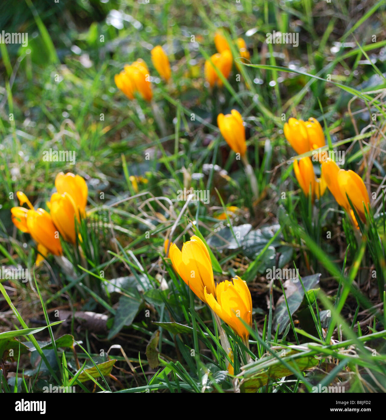 Chalk soil garden hi-res stock photography and images - Alamy