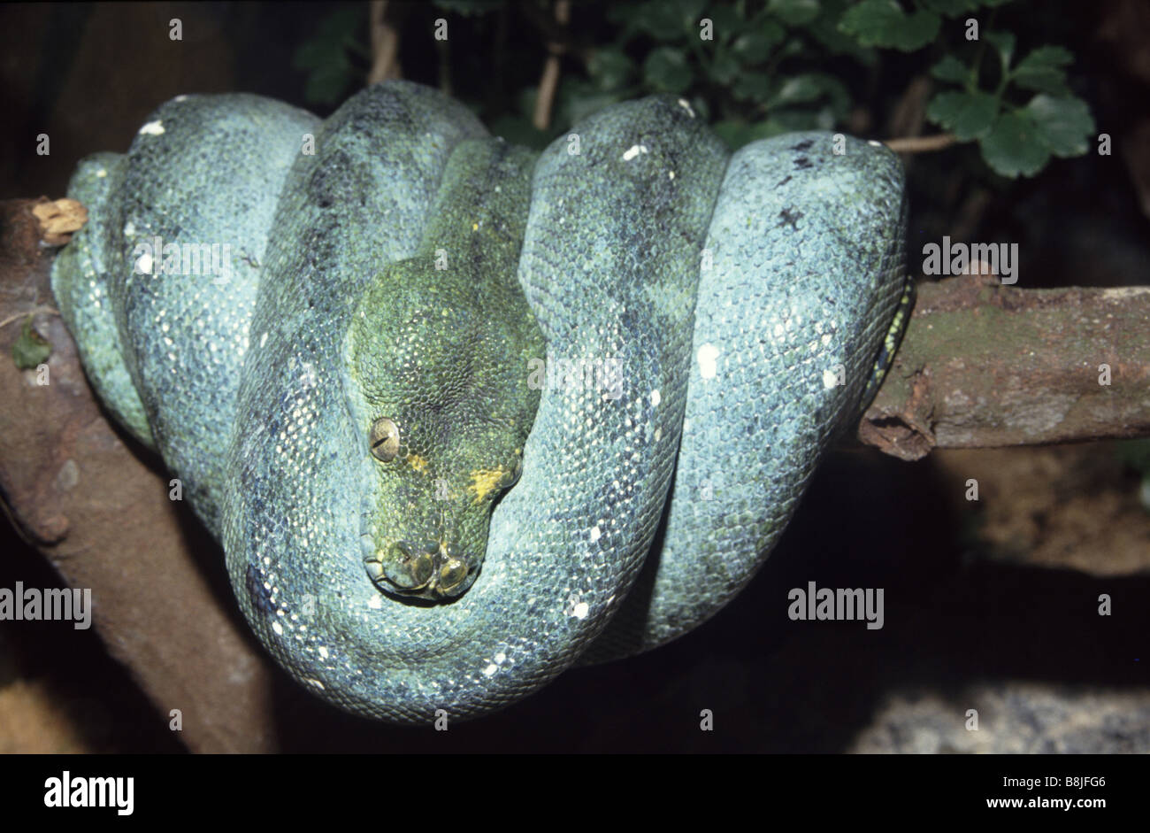 Morelia viridis Stock Photo - Alamy