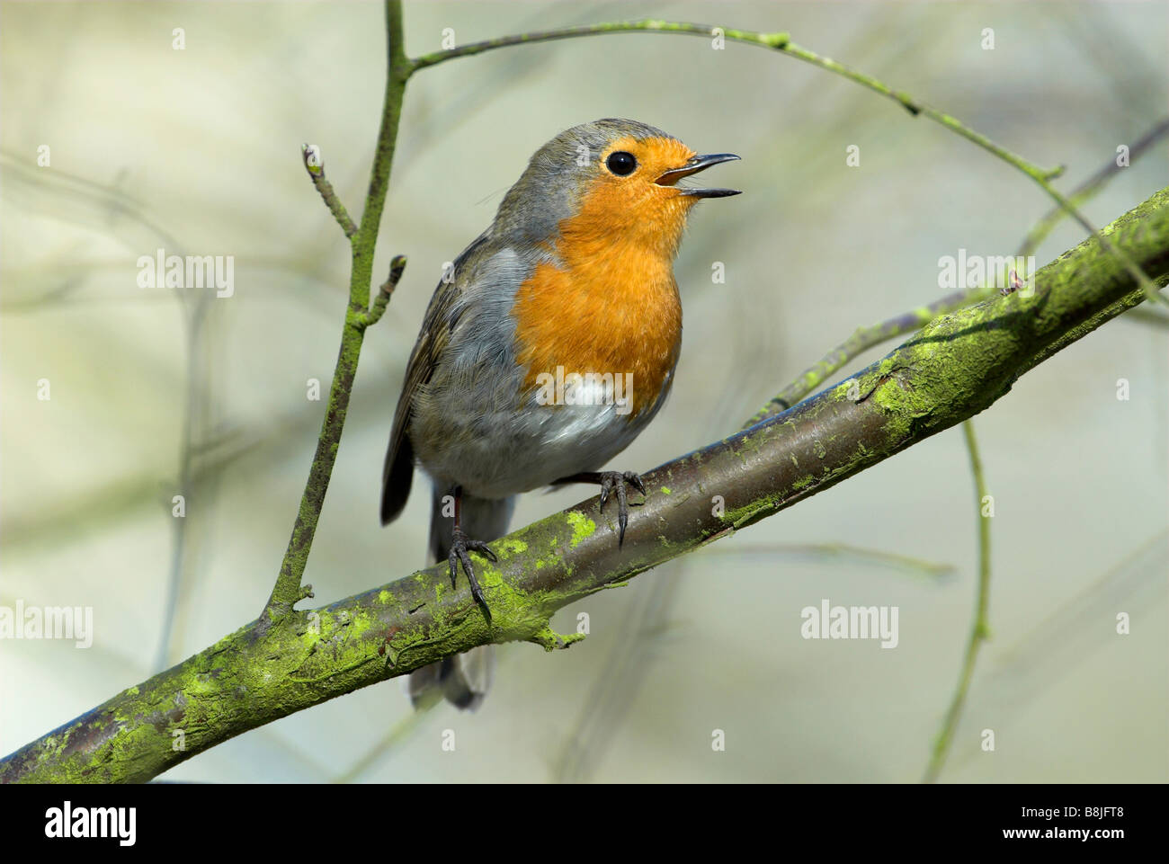 Robin kent hi-res stock photography and images - Alamy