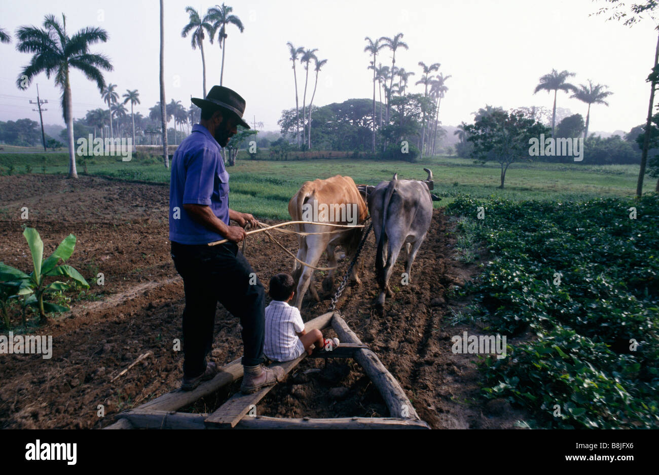 Farmer ploughing with Zebu cattle Boy sitting on plough Palm trees in ...