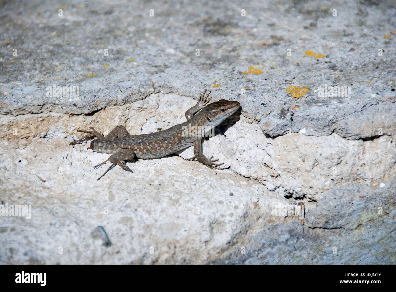Lizard on rocks Stock Photo - Alamy