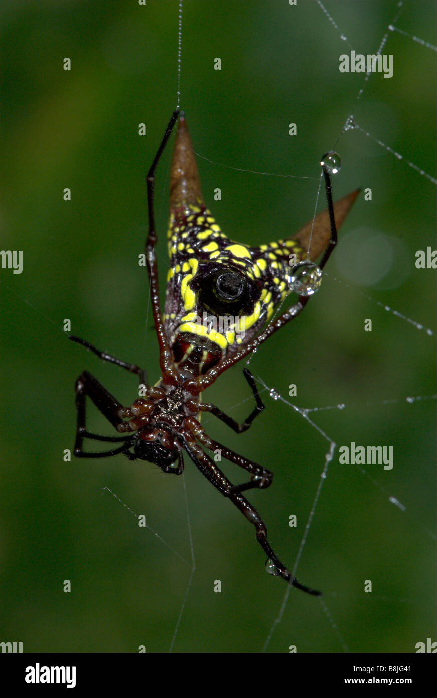 Arrow shaped spider hi-res stock photography and images - Alamy