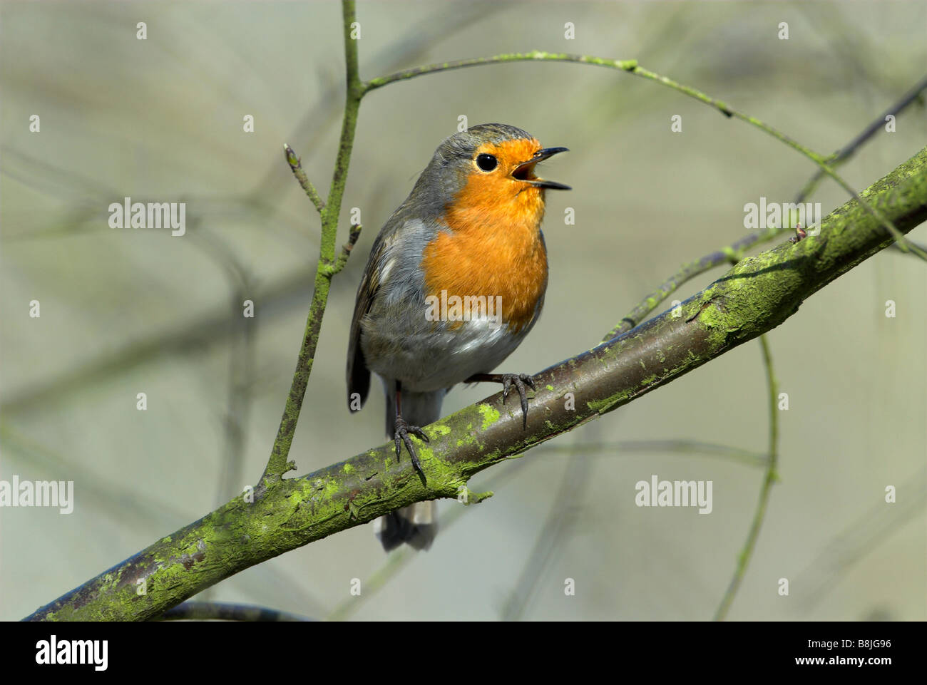 Erithacus rubecula hi-res stock photography and images - Alamy