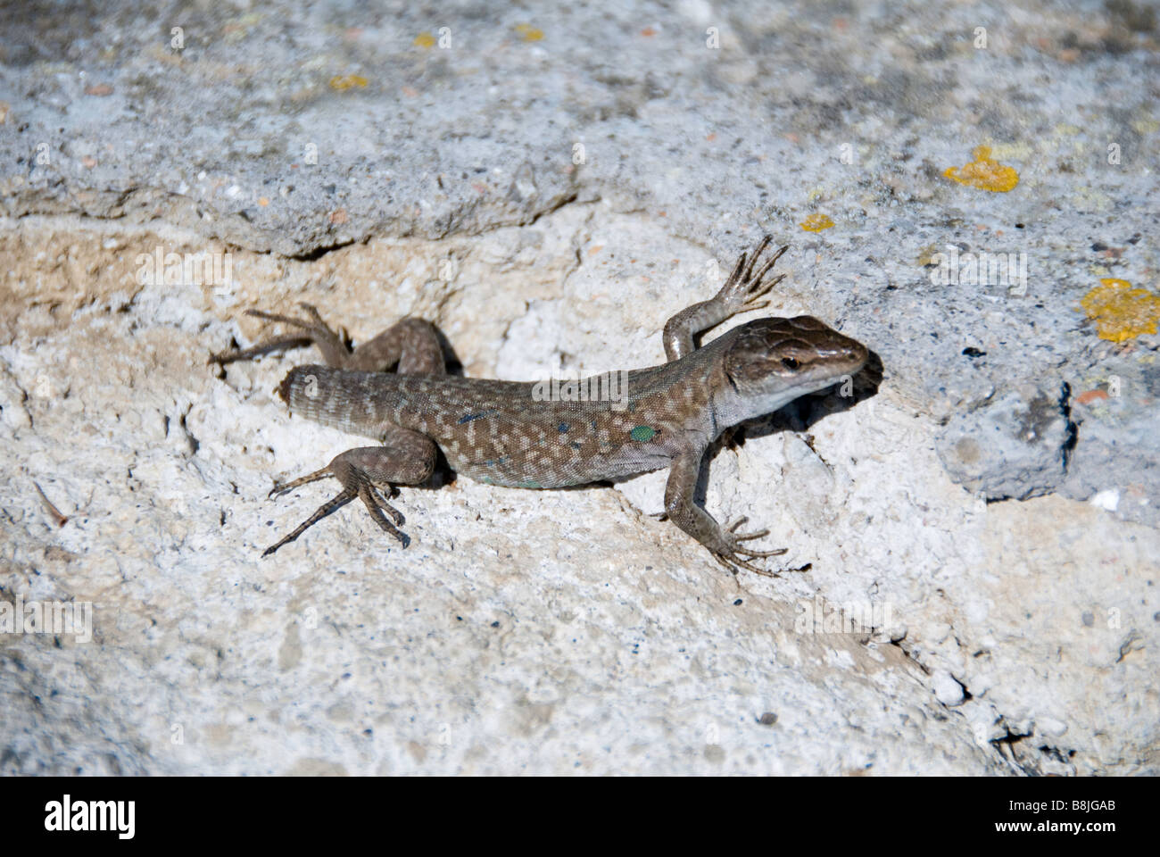 Lizard on rocks Stock Photo - Alamy