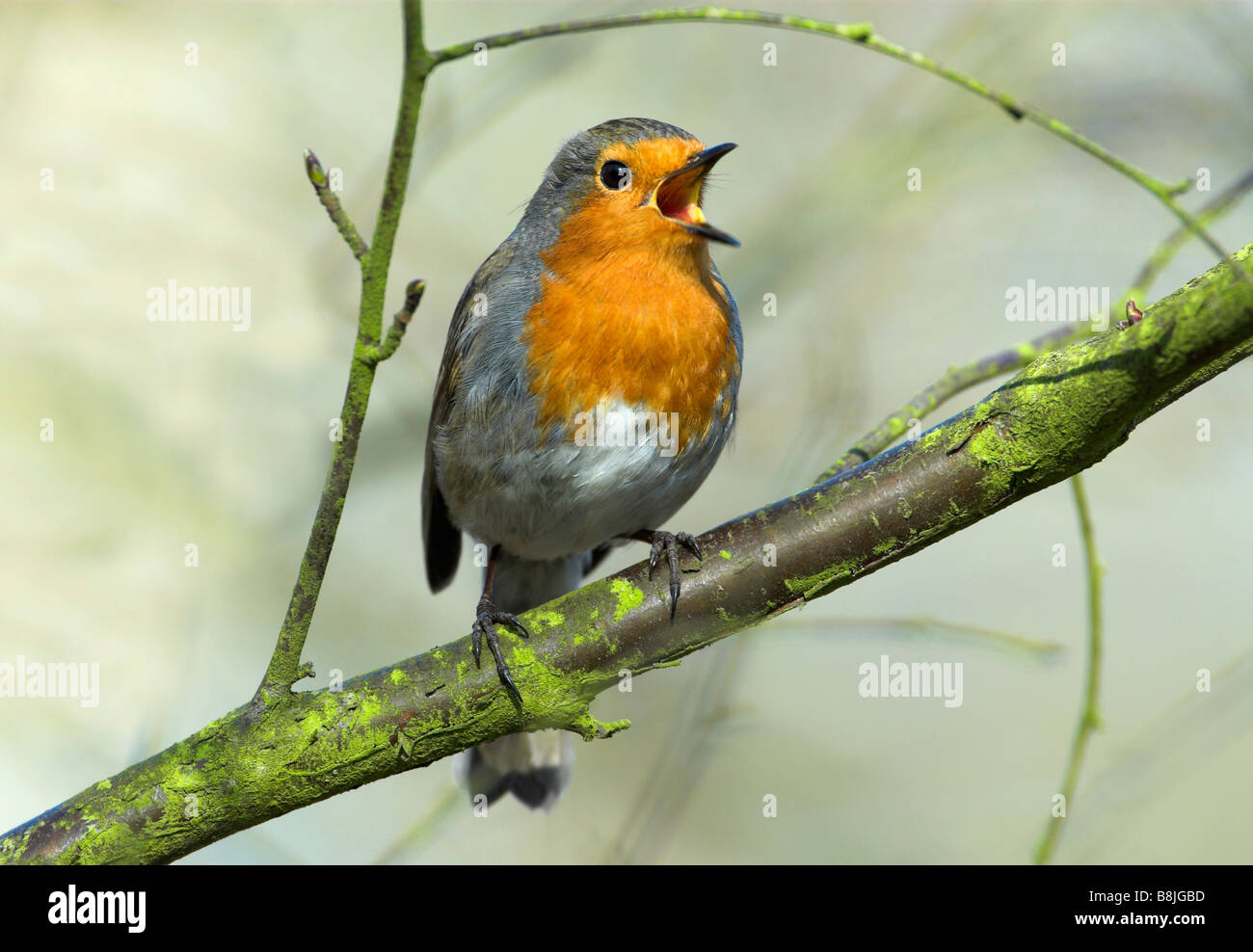 Robin Erithacus rubecula garden Kent UK Stock Photo - Alamy