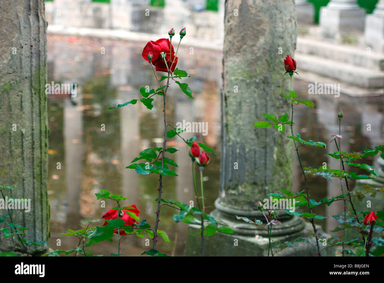 Roses and columns Stock Photo - Alamy