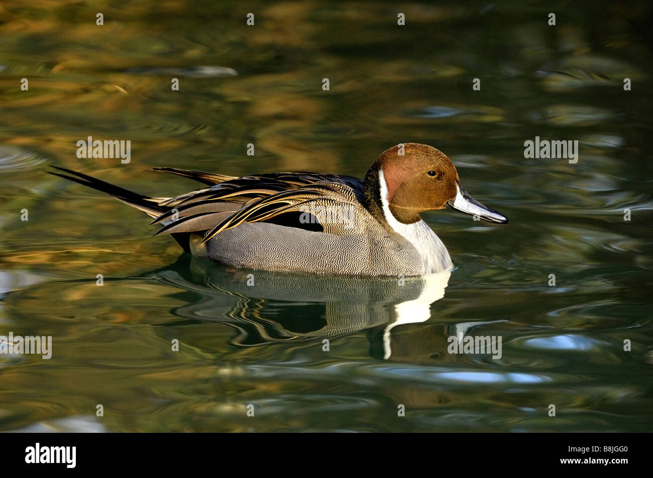 Drake Pintail Northern Pintail Anas acuta Stock Photo - Alamy