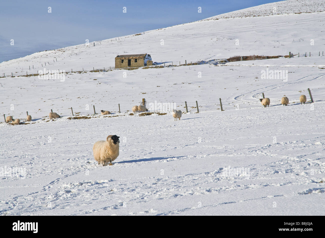 Blackface sheep snow hi-res stock photography and images - Alamy