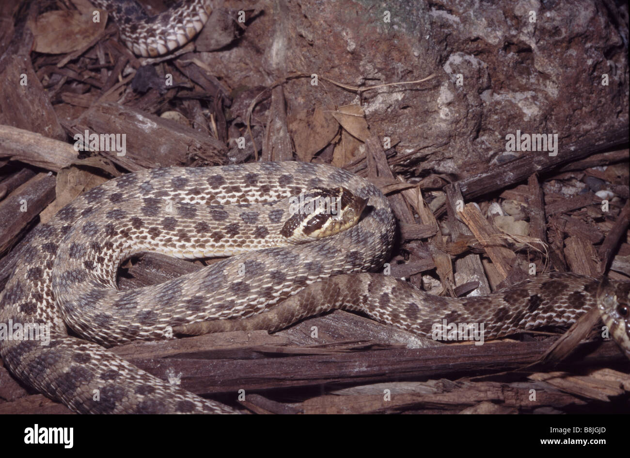 Nasicus hi-res stock photography and images - Alamy