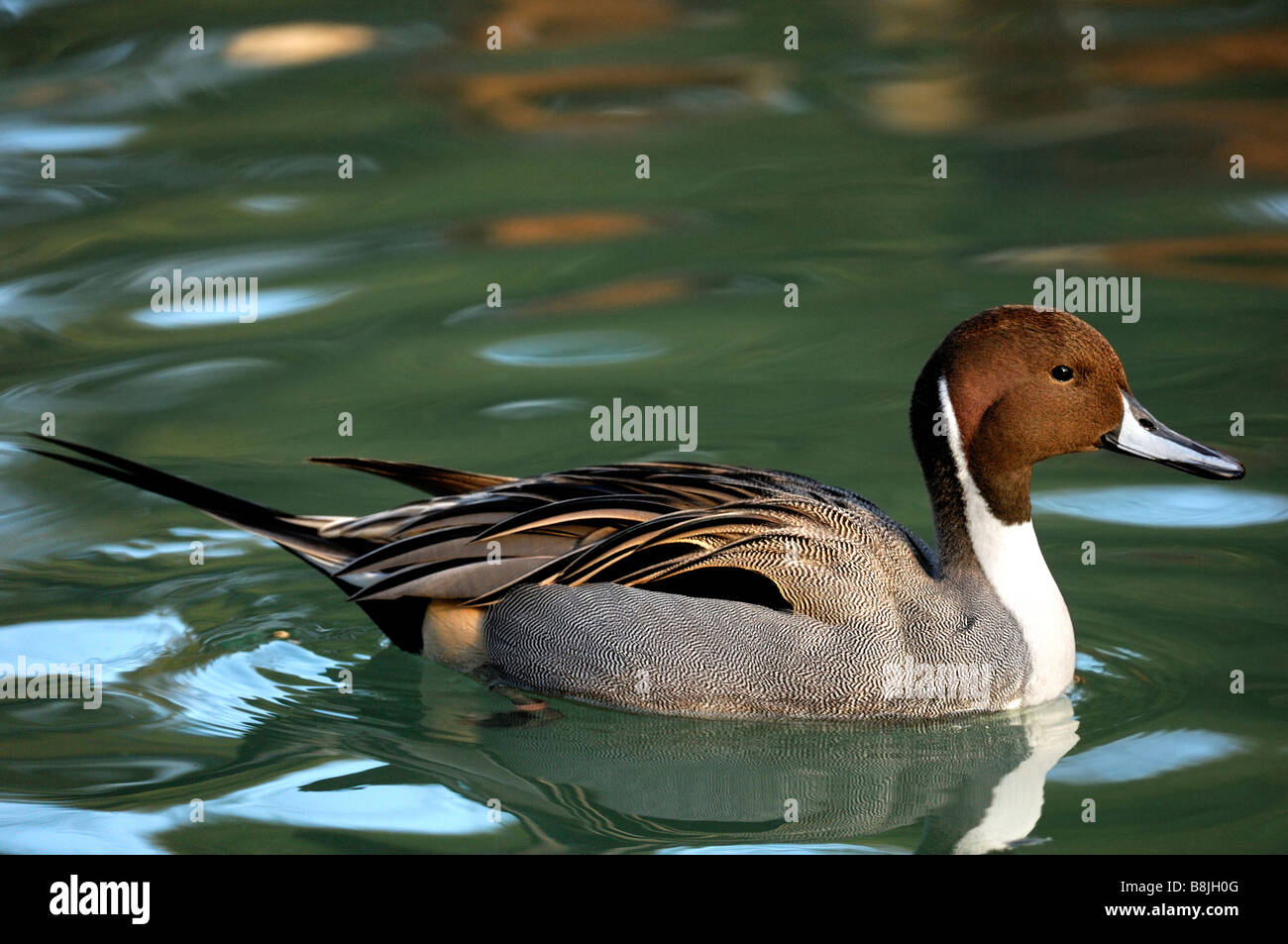 Male Pintail, Northern Pintail, Anas acuta Stock Photo - Alamy