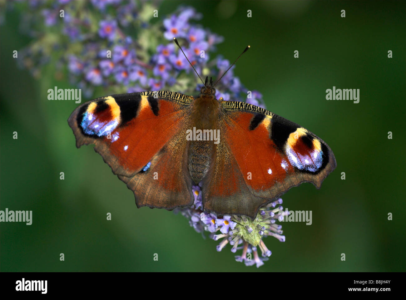 Peacock Butterfly Inachis io UK Stock Photo - Alamy