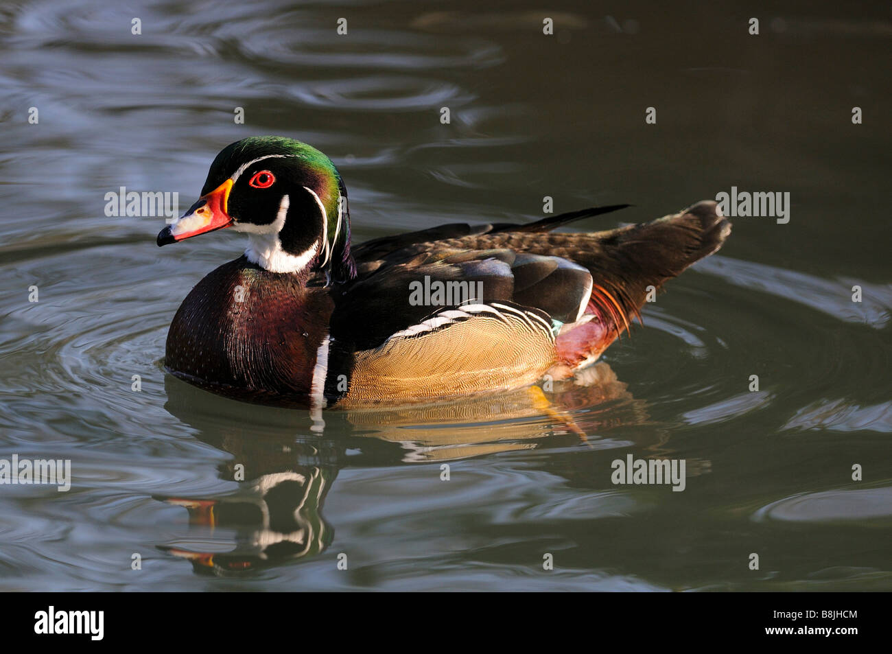 Lone ducks hi-res stock photography and images - Alamy