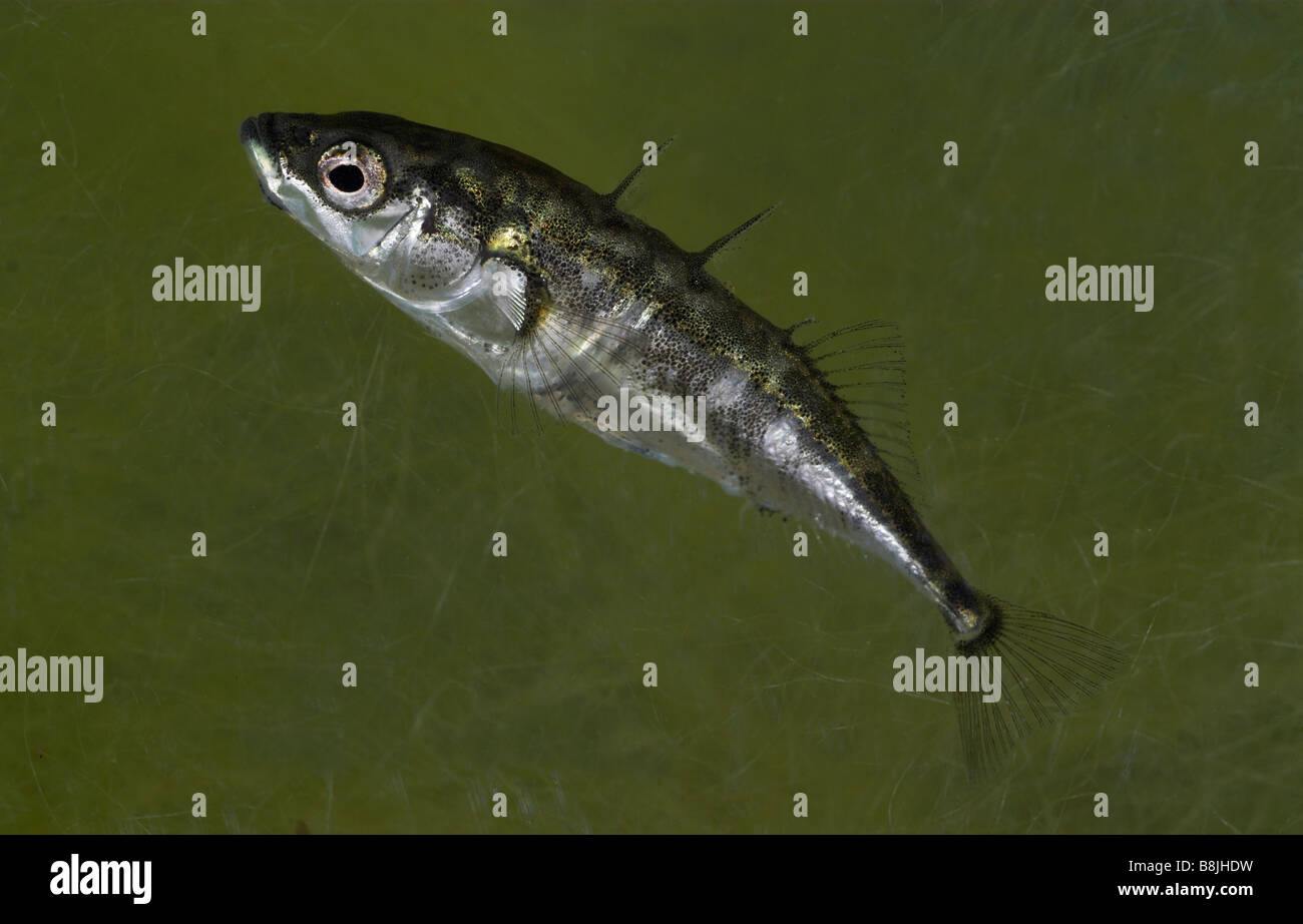 Three Spined Stickleback Stock Photos & Three Spined Stickleback Stock ...