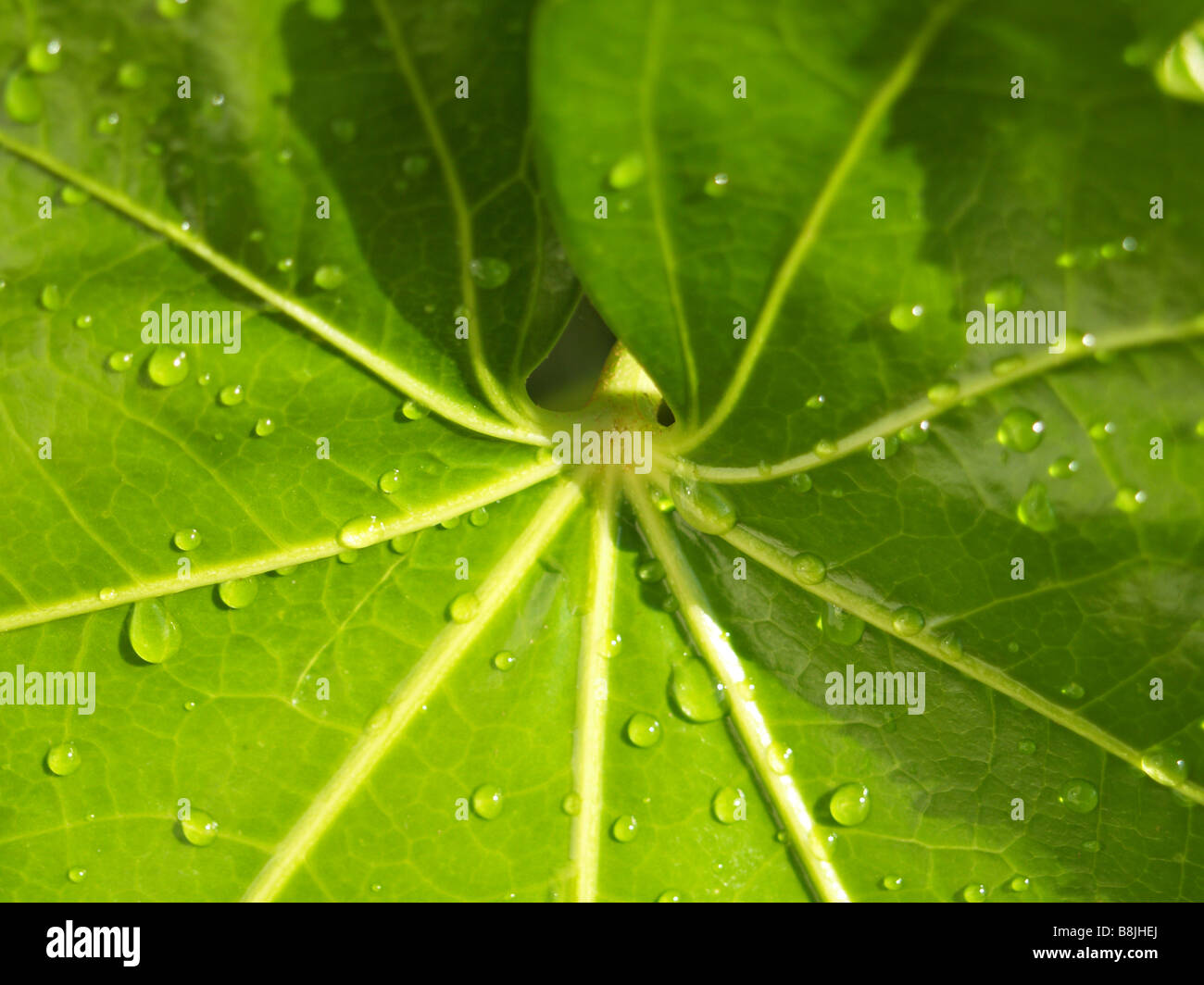 Rain drops falling through leaves hi-res stock photography and images ...