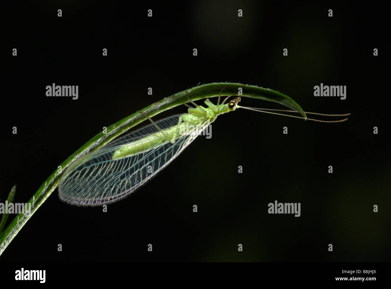 Green Lacewing Chrysopa carnea UK Stock Photo - Alamy