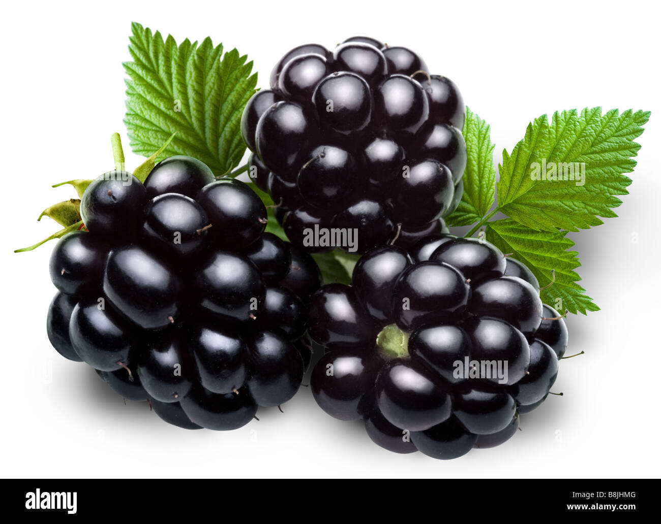 Blackberry fruit isolated hi-res stock photography and images - Alamy