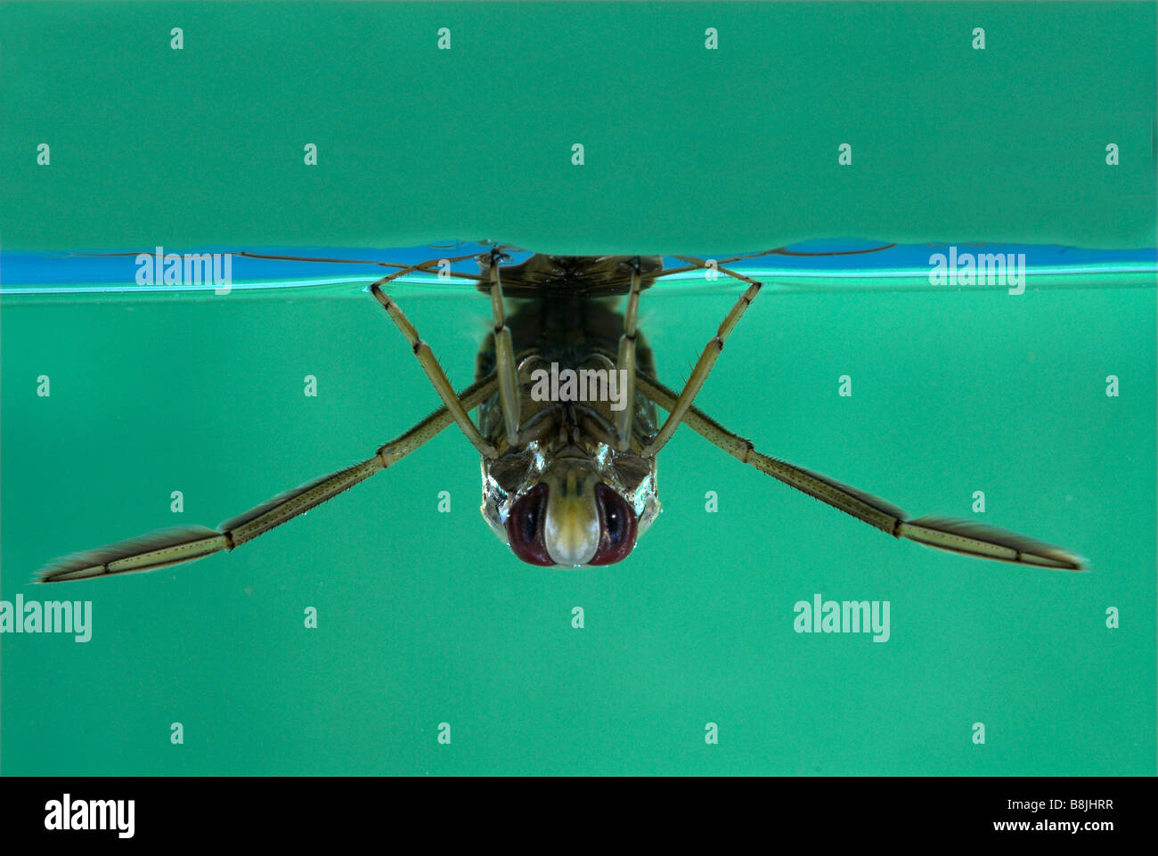 Common Water Boatman Corixa punctata UK Stock Photo - Alamy