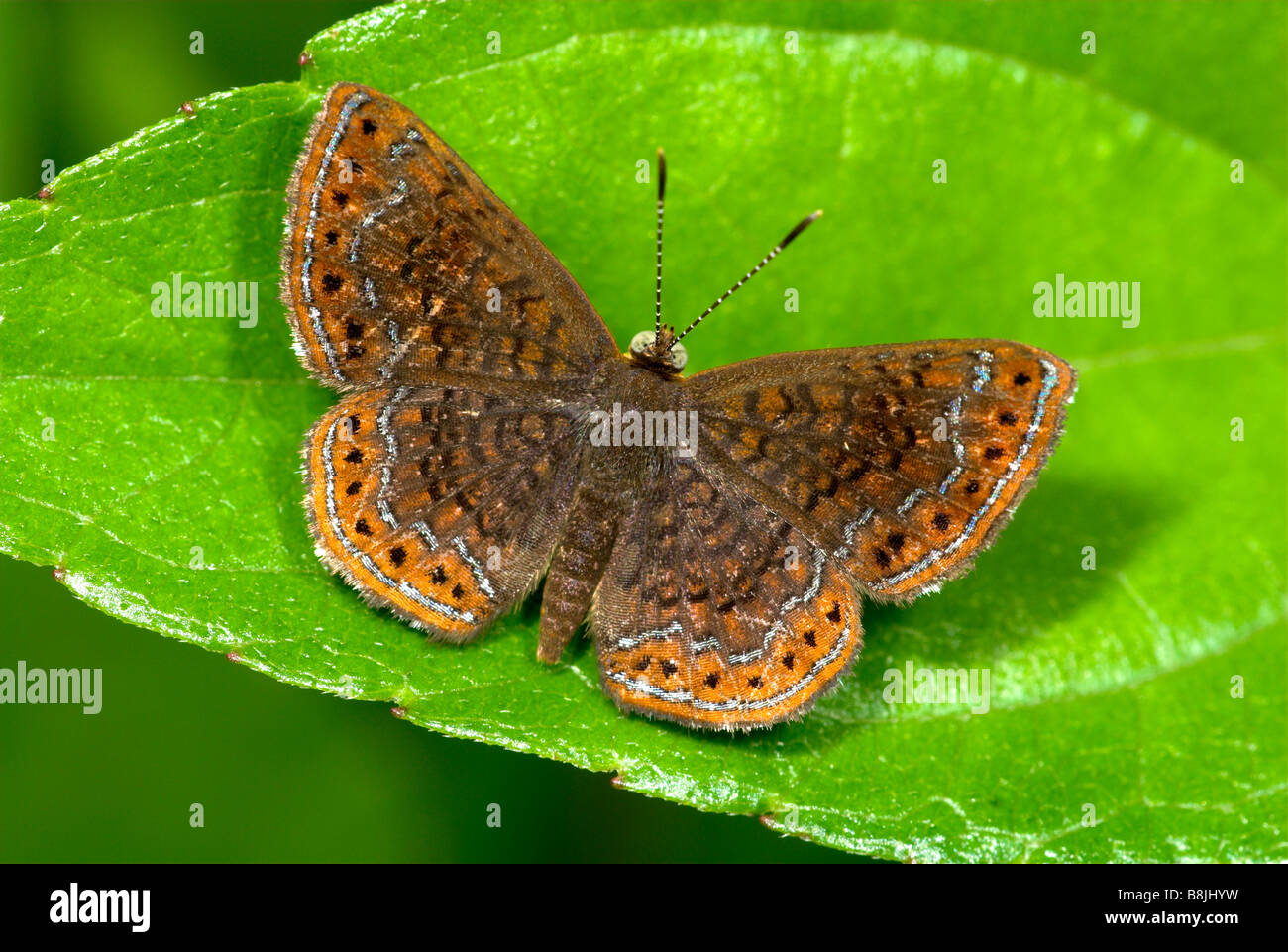 Wright’s Metalmark Butterfly Calephelis wrighti Costa Rica Stock Photo ...