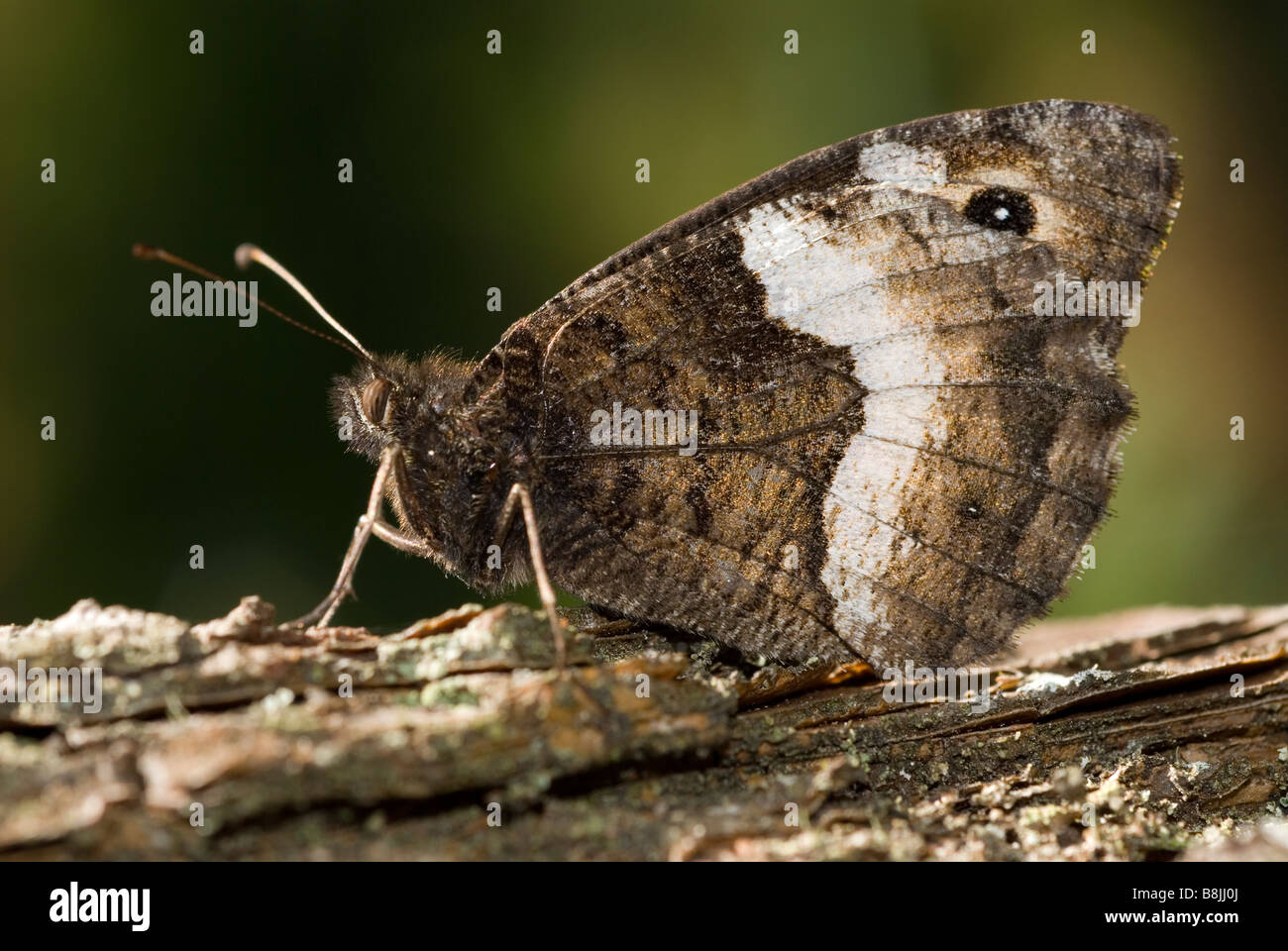 Rock Grayling Butterfly (Hipparchia alcyone Stock Photo - Alamy