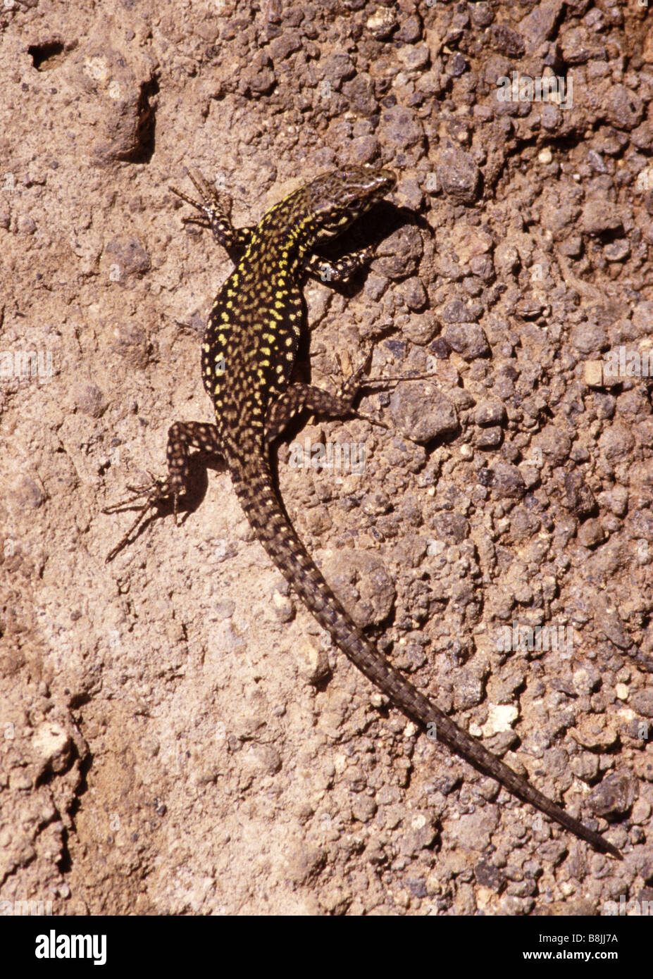 Common wall lizard, Podarcis muralis Stock Photo - Alamy