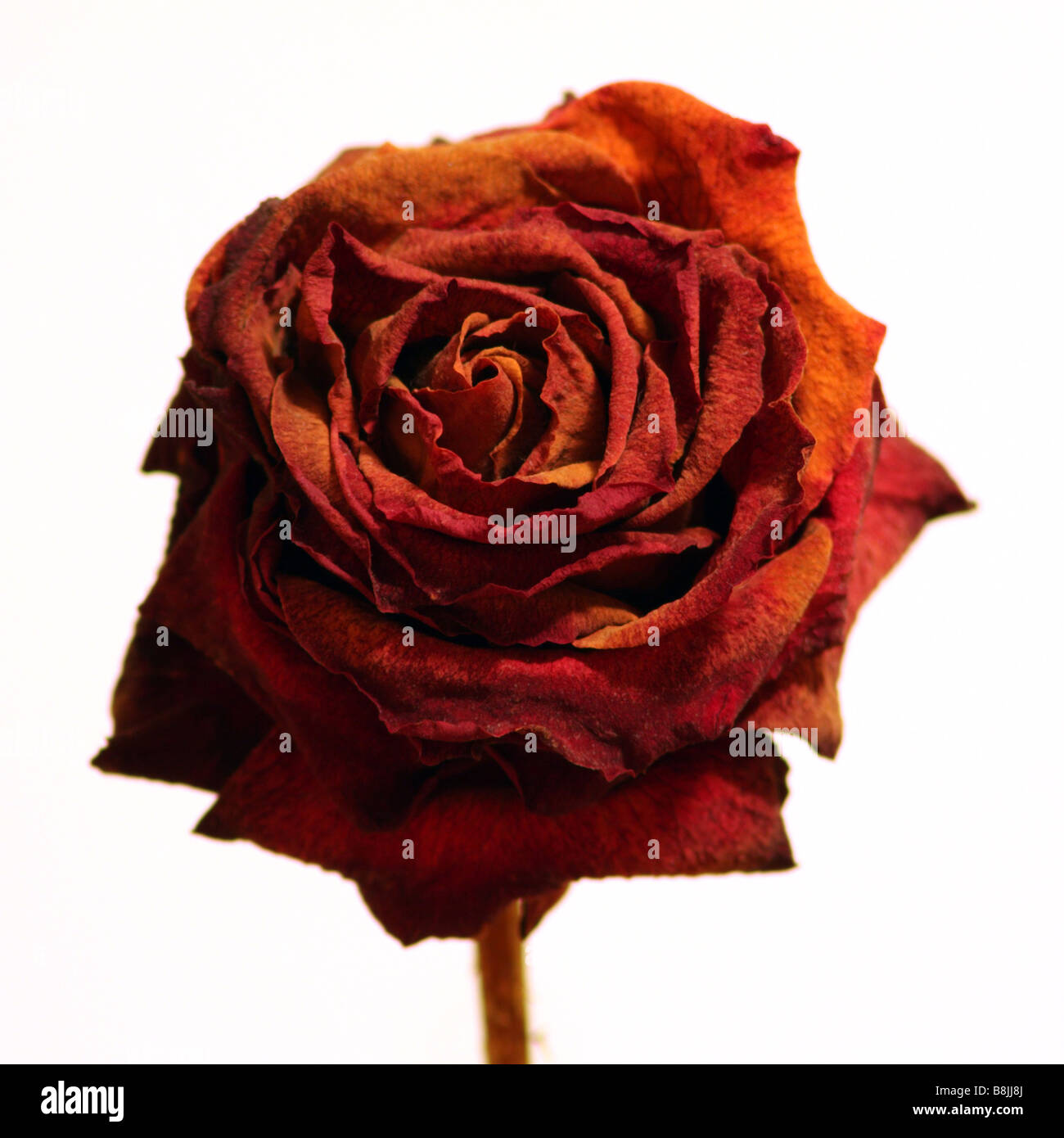 fade red rose Stock Photo - Alamy