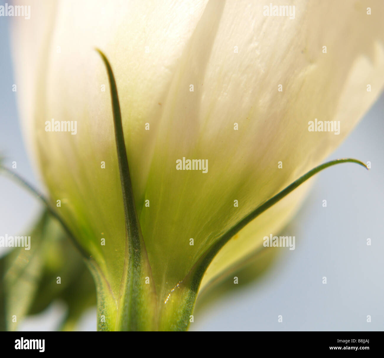 Close up of the base of a Lily flower head Stock Photo - Alamy