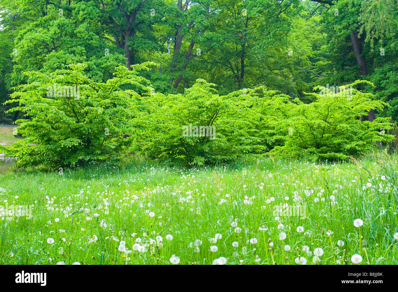 Beech tree saplings covered with fresh green spring canopy Fagus ...
